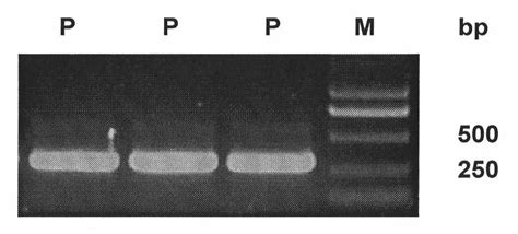 Recombinant Lactobacillus Acidophilus For Expressing Highly Pathogenic