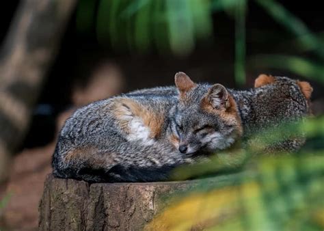 100 Gray Fox Wallpapers