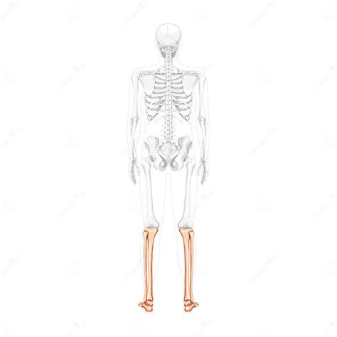Skeleton Leg Tibia Fibula Foot Ankle Human Back Posterior Dorsal