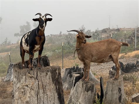 building a tool showing how gemini pro can return bounding boxes for objects in images