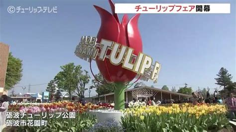 初日からチューリップ満開！300品種300万本が咲き誇る となみチューリップフェア開幕 富山・砺波市 Tbs News Dig