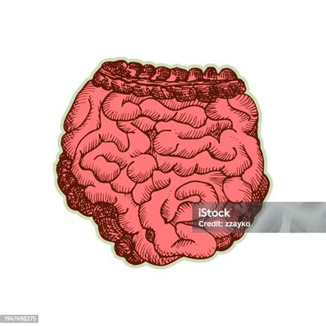 Stiker Usus Manusia Organ Sketsa Ukiran Anatomi Vintage Terisolasi Pada