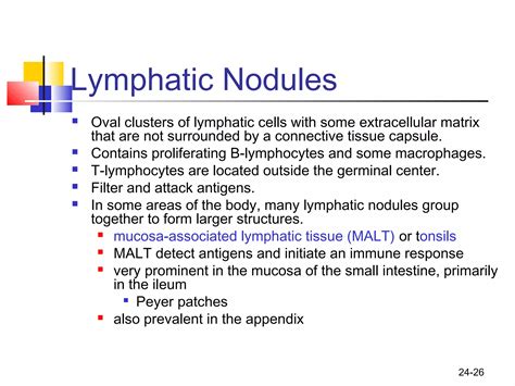Histology Of Lymphatic System Ppt