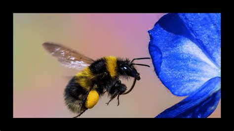 Do Bumble Bees Die When They Sting The Heartbreaking Truth With Revealing Insights