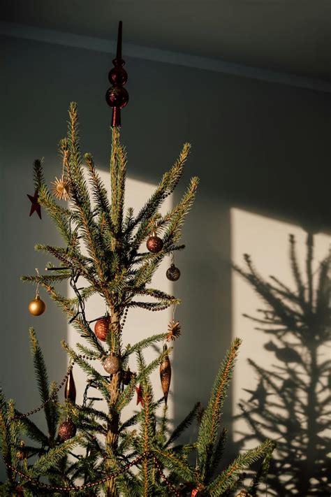 Navidad 가문비 가벼운 가지 겨울 계절 계절 장식 골드 공 그림자 기념 나무 녹색 따뜻한 리본 매달린 미니멀리스트 바늘 반짝이 벨