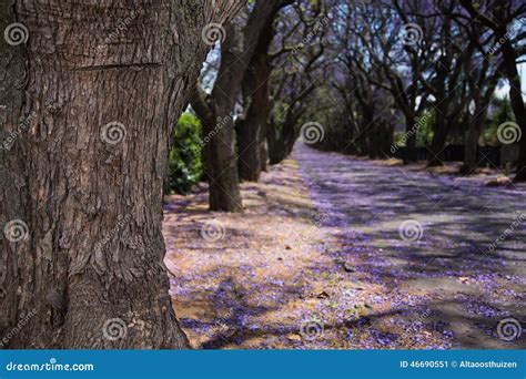 Close Up Of Jacaranda Tree Trunk And Street With Flowers Stock Image