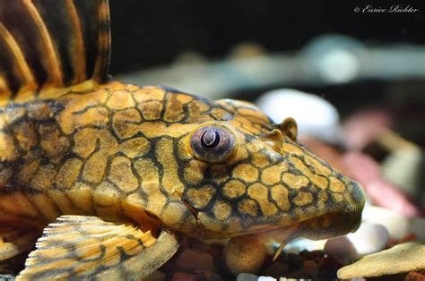 L37 Honeycomb Pleco Hypostomus Faveolus Aquarists Across Canada
