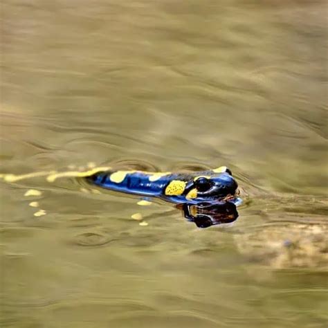 5 Ways To Attract Newts And Salamanders To Ponds Pond Informer