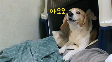 주인이 같이 짖을 때 강아지 반응 Ft요구사항 많은 비글 Youtube