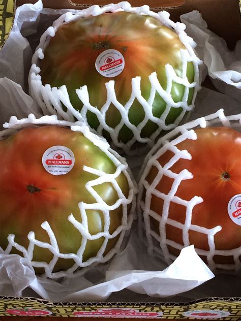 Mallmann Inicia Produção De Tomates Verônica Canal Do Horticultor