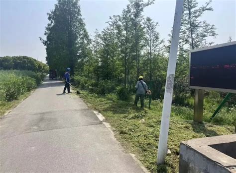 柘林村夏季战役齐发力人居环境展新颜 澎湃号政务 澎湃新闻 The Paper