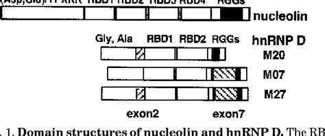 Figure 1 From A Specific Isoform Of Hnrnp D Interacts With Dna In The Lr1 Heterodimer Canonical