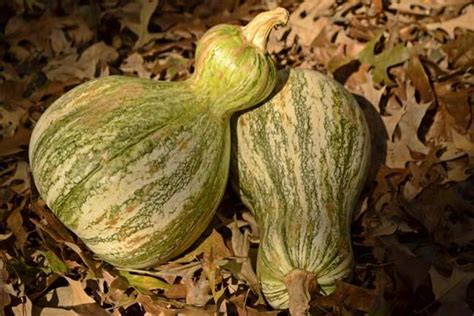 19 Recipes For Cushaw Squash Dermotmahathy