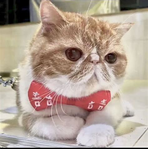 帕索里尼：与母亲交媾，与父亲交媾，与猪交媾 腾讯新闻