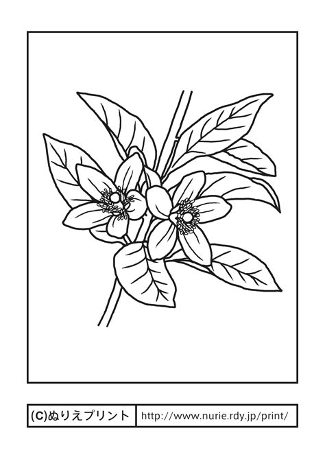 ナツミカン・夏蜜柑主線・黒山口県の花無料塗り絵都道府県【ぬりえプリント】