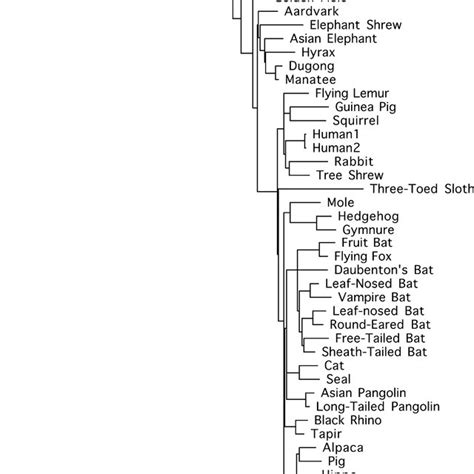 Maximum Likelihood Phylogenetic Tree Inferred For 45 Eutherian