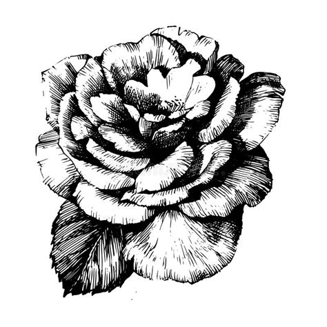 Rose Ink Drawing Flowers Stock Vector Illustration Of Floral 99135055