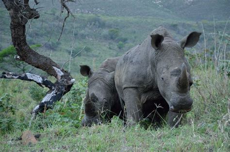 Wildlife Safari In Hluhluwe Umfolozi Game Reserve