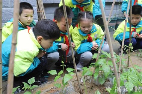 十堰市张湾区东风第一小学：太空种子从这里发芽 湖北日报新闻客户端