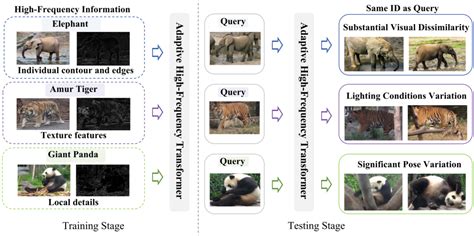 论文评述 Adaptive High Frequency Transformer For Diverse Wildlife Re