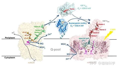 杭州师范大学徐晓玲课题组与中国科学技术大学田长麟教授团队合作揭示光合玫瑰菌环式电子传递链的作用机制 知乎