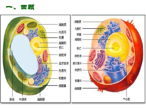 细胞器示意图 细胞示意图 第3页 大山谷图库