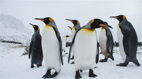 Linux Distribution Slackware Gründer Offenbar Um Einnahmen Betrogen Golemde