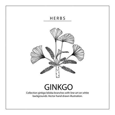 Ginkgo Biloba Leaf Drawing