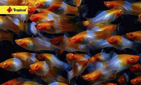 Mieczyk Hellera Xiphophorus Helleri Ryba Z Historią