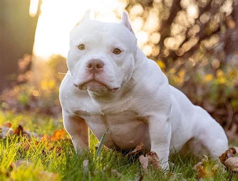 What Is An Exotic Bully And Where Do I Get One Of These Bully Puppies K9 Web