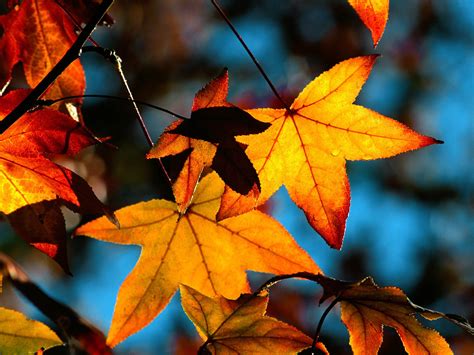 Colors Of Fall Wallpapers Hd Wallpapers Id 6258