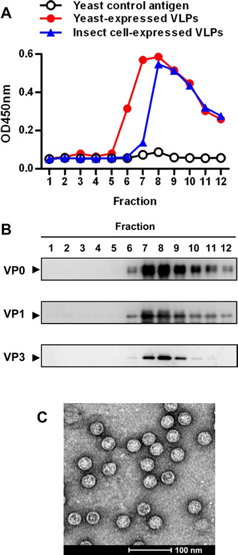 Characterization Of Vlp Assembly Ab Characterization Of