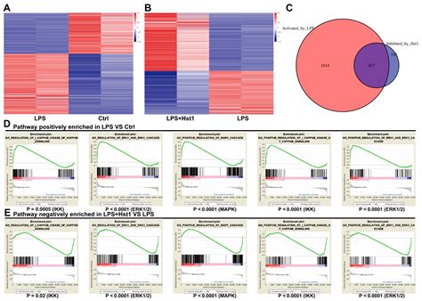 Human Salivary Histatin 1 Attenuates Osteoarthritis Through Promoting