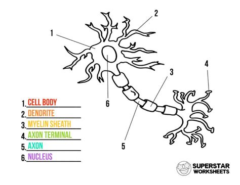 neuron anatomy activity worksheet answers anatomy worksheets