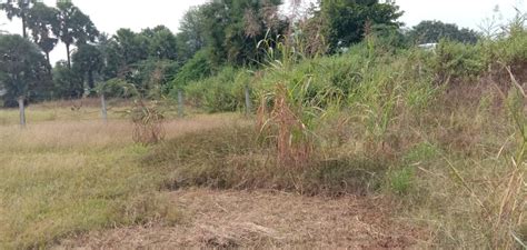Commercial Open Land For Lease Or Rent At Chepuru Tuni