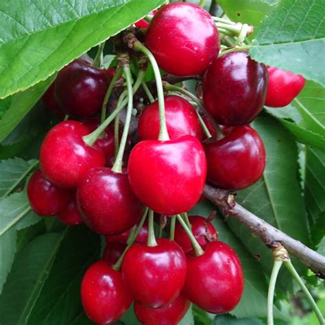 Saldais ķirsis Arthur Kristiina Heimanis Stādaudzētava