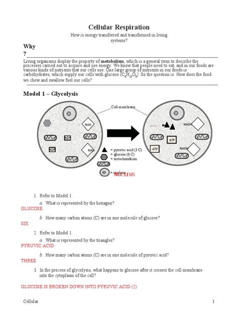 13 Cellular Respiration Key Pdf Cellular Respiration Glycolysis