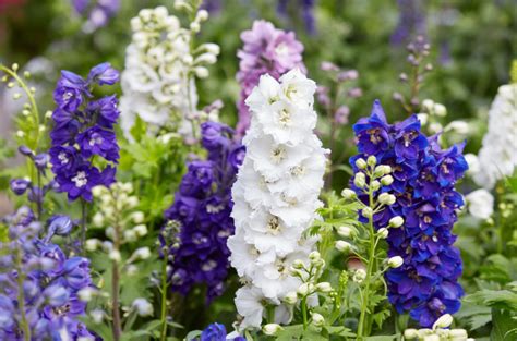Amazing Flower Beds With Delphiniums 12 Valuable Tips And Ideas Best