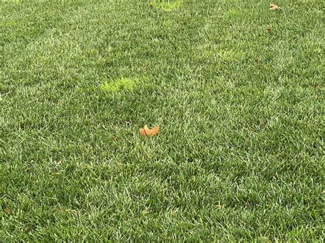 Weed Identification R Lawncare