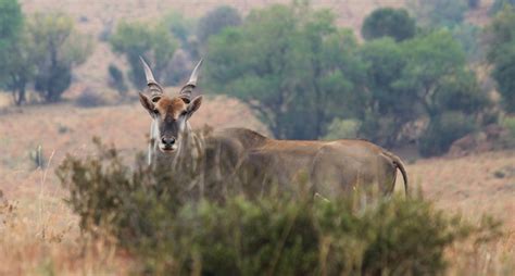 Trophy Eland Hunting In South Africa Big Game Hunting Adventures