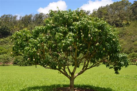 Fruit Trees Home Gardening Apple Cherry Pear Plum Mango Fruit