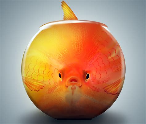 Worlds Fattest Goldfish