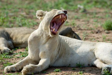 Video Rare Footage Of White Lions Mating Africa Geographic