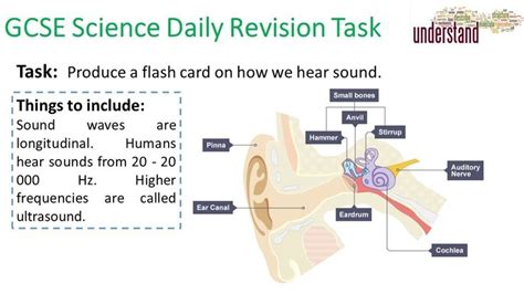 GCSE Science Daily Revision Task 100 The Ear Gcse Science Gcse