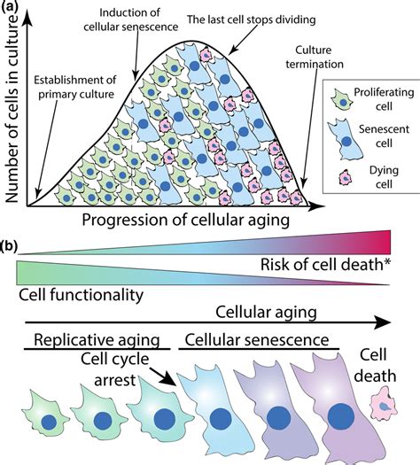 The Concept Of Cellular Aging A The Lifespan Curve Of Primary Cells Download Scientific