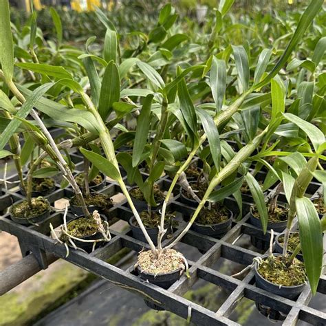 Rare Orchid Eria Biflora For Sale Siborchid Com