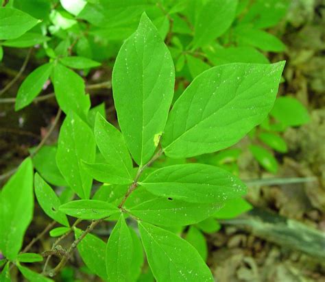 Dirca Palustris Eastern Leatherwood Go Botany