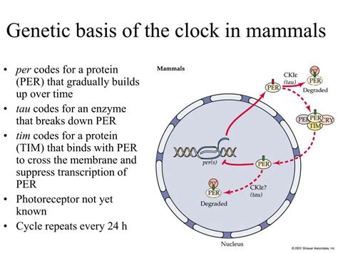 Ppt Biological Clocks Powerpoint Presentation Free Download Id1066949