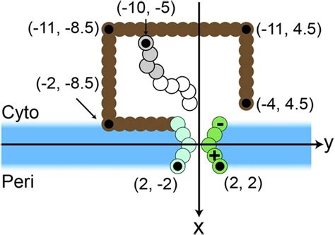 Figures And Data In Regulation Of Multispanning Membrane Protein