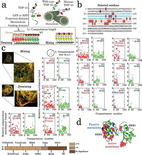 The Cooperative Binding Of Tdp 43 To Gu Rich Rna Repeats Antagonizes Tdp 43 Aggregation Elife